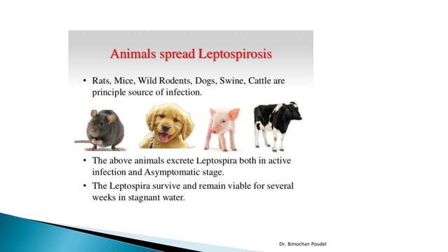 Canine Diseases : Leptospirosis , Rabies , Canine Distemper , Parvo ...