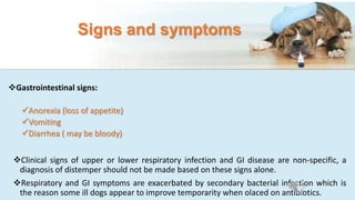 Canine distemper signs, diagnosis, treatment and prevention.antibiotics ...