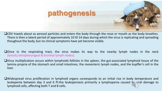 Canine distemper signs, diagnosis, treatment and prevention.antibiotics ...