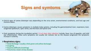 How Is Canine Distemper Treated