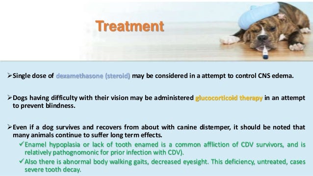 Canine distemper signs, diagnosis, treatment and prevention.antibioti…