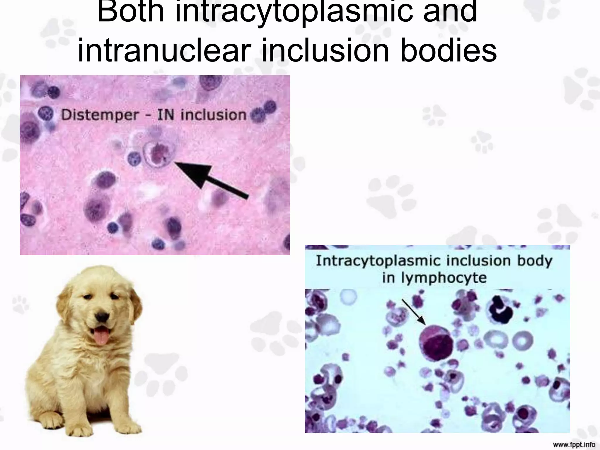 Canine distemper | PPTX