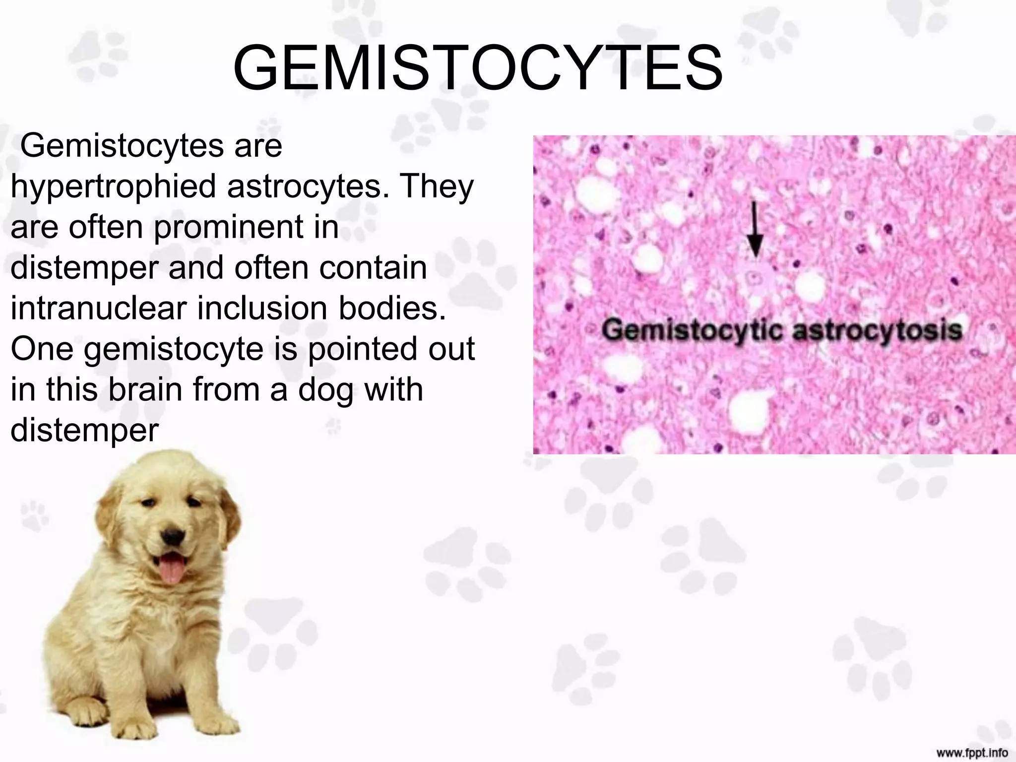 Canine distemper | PPTX