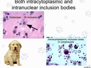 Canine distemper | PPTX