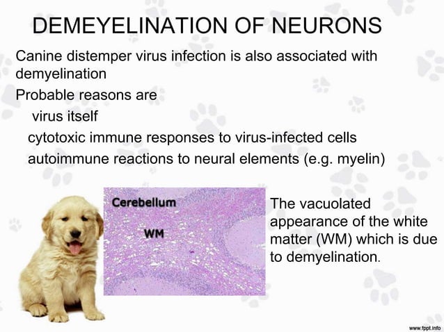 Canine distemper | PPTX | Infectious Diseases | Diseases and Conditions