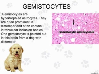 Canine distemper | PPTX