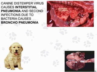 Canine distemper | PPTX