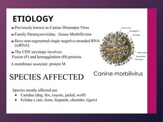 Canine distemper in dogs diseases presentation | PPTX