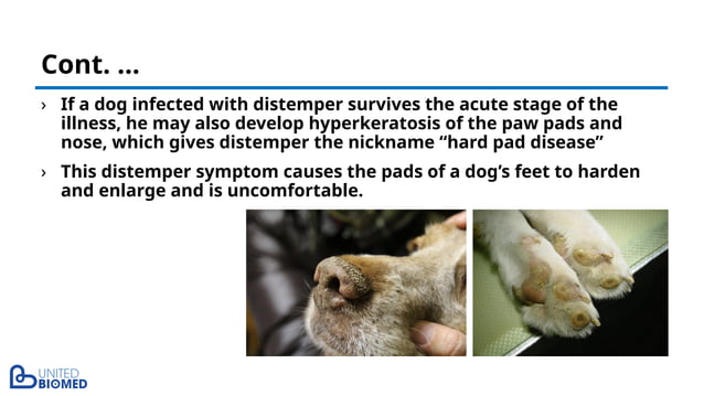 Canine Distemper in Pet Animals_Complete Review.pptx