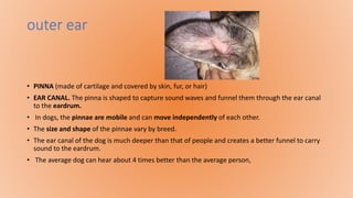 Canine ear | PPTX