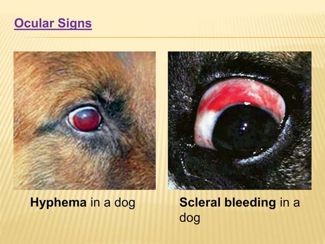 Canine ehrlichiosis | PPTX | Infectious Diseases | Diseases and Conditions