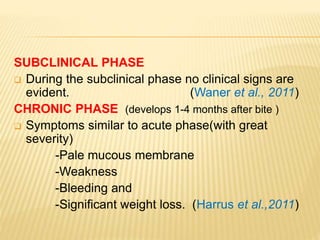 Canine ehrlichiosis | PPTX