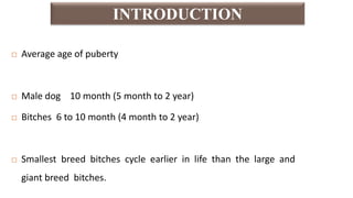 canine estrus breeding and management .pptx