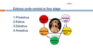 canine estrus breeding and management .pptx