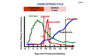 canine estrus breeding and management .pptx