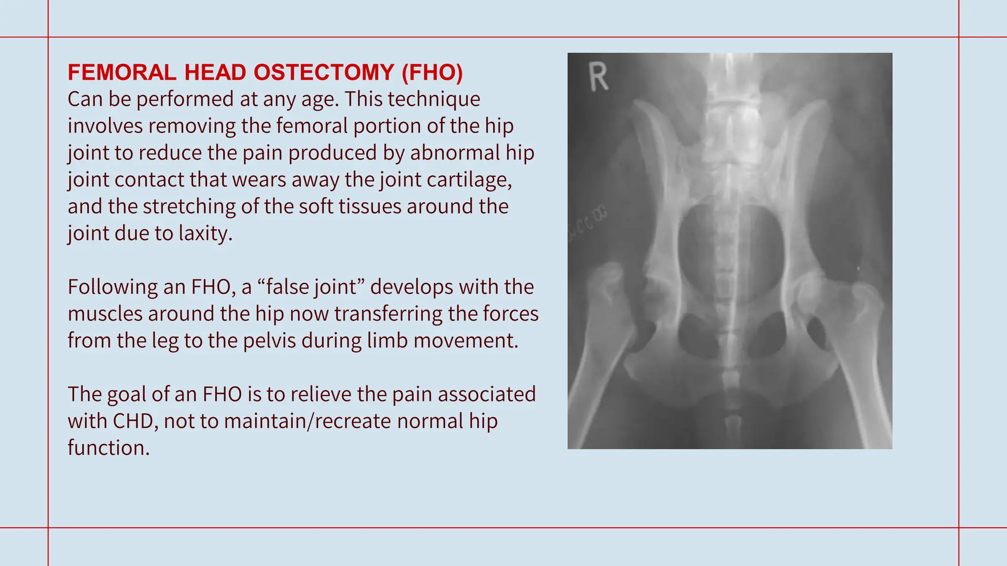 Canine hip dysplasia.pptx