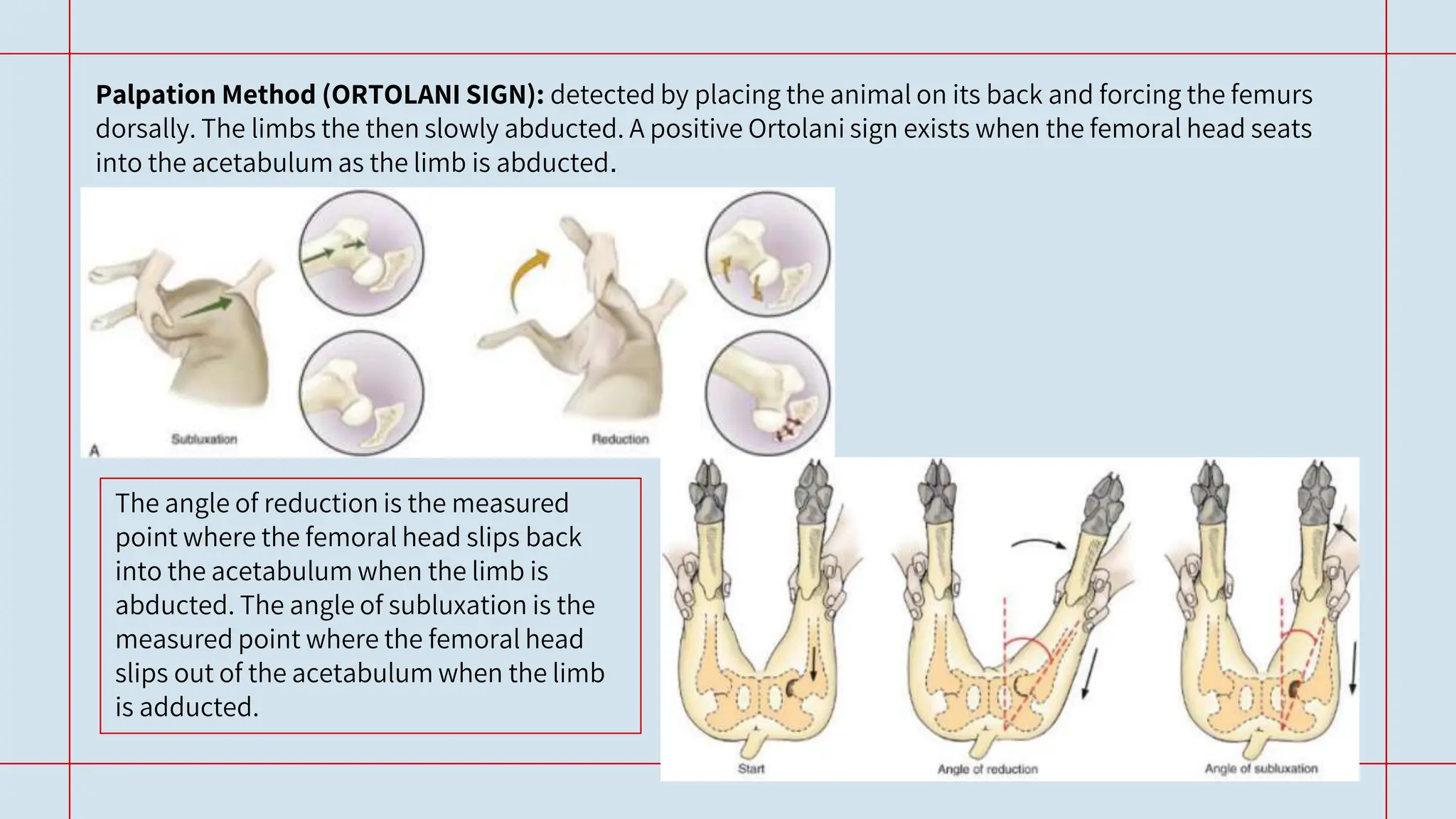 Canine hip dysplasia.pptx