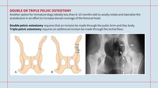 Canine hip dysplasia.pptx