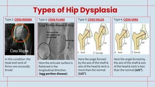 Canine hip dysplasia.pptx