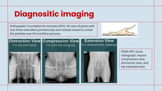 Canine hip dysplasia.pptx