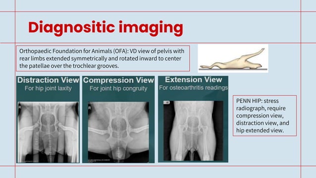 Canine hip dysplasia.pptx
