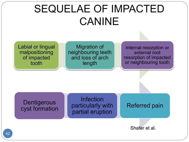 Canine Impaction and Its Importance in Orthodontics | PPTX | Dental ...