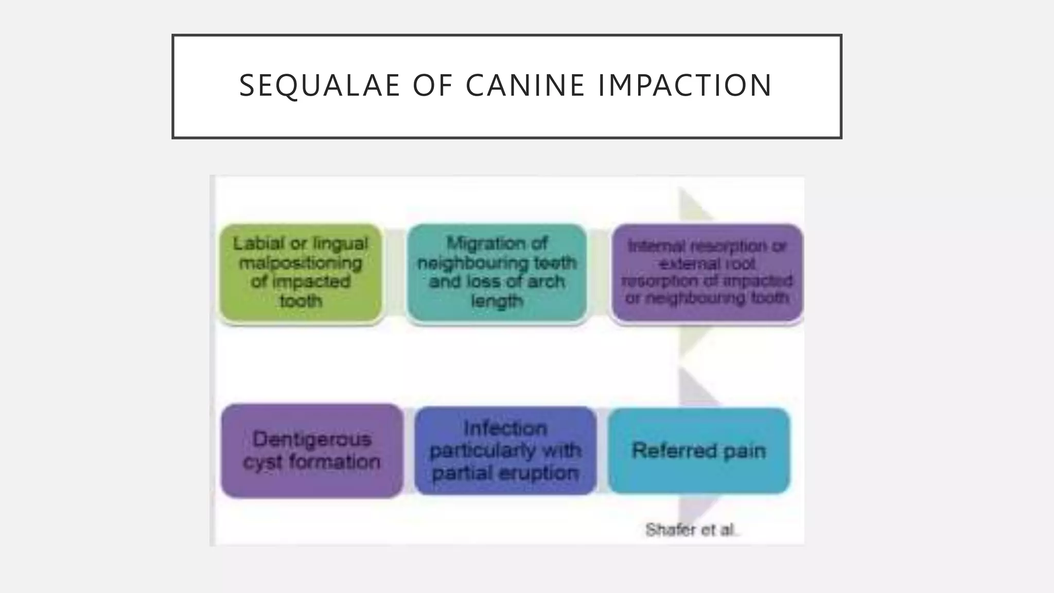 CANINE IMPACTION AND ITS CLINICAL CONSIDERATIONS.pptx | Dental Health | Diseases and Conditions