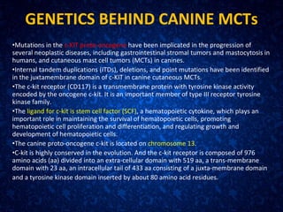 Canine Mast Cell Tumor | PPTX