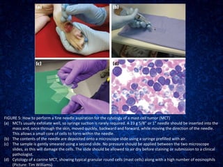 Canine Mast Cell Tumor | PPTX
