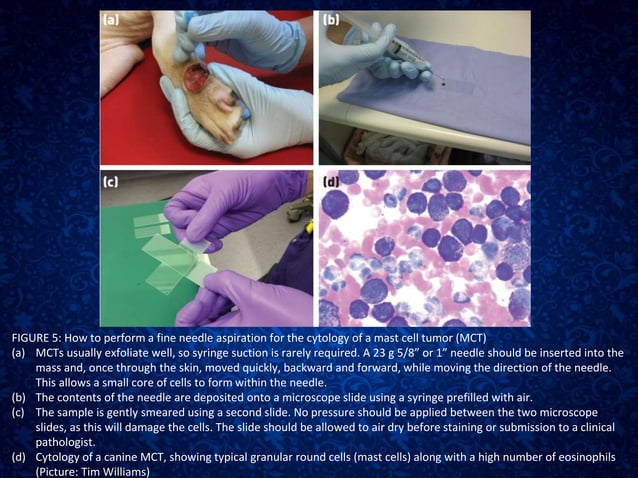 Canine Mast Cell Tumor | PPTX | Cancer | Diseases and Conditions