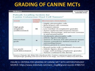Canine Mast Cell Tumor | PPTX
