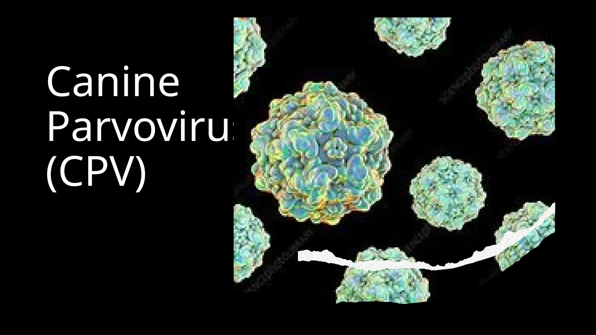 Canine Parvovirus presentacion sobre la enfermedad | PPTX