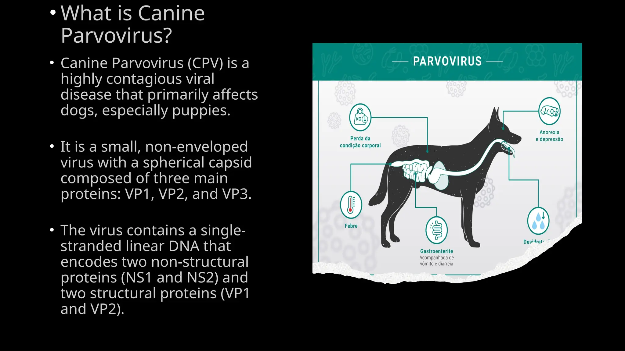 Canine Parvovirus presentacion sobre la enfermedad | PPTX