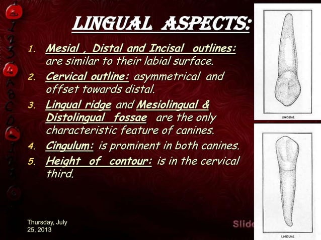 Canine presentation | PPT