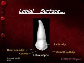 Canine presentation | PPTX