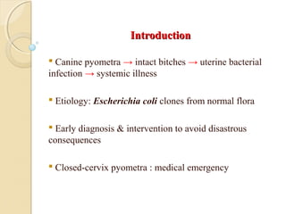 Canine pyometra | PPT