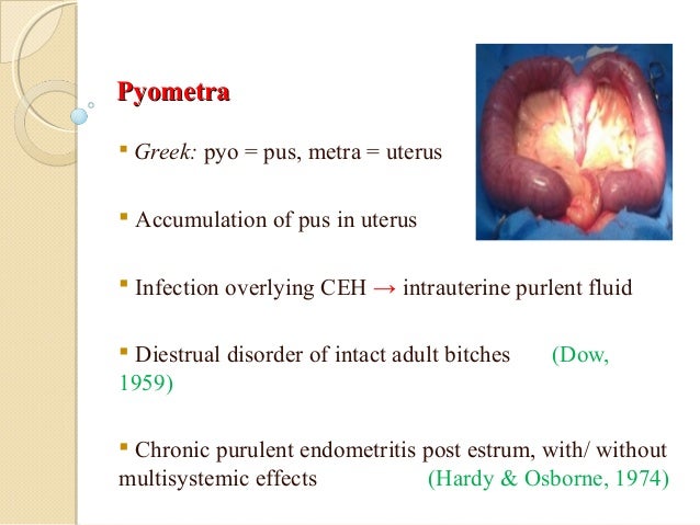 Canine pyometra