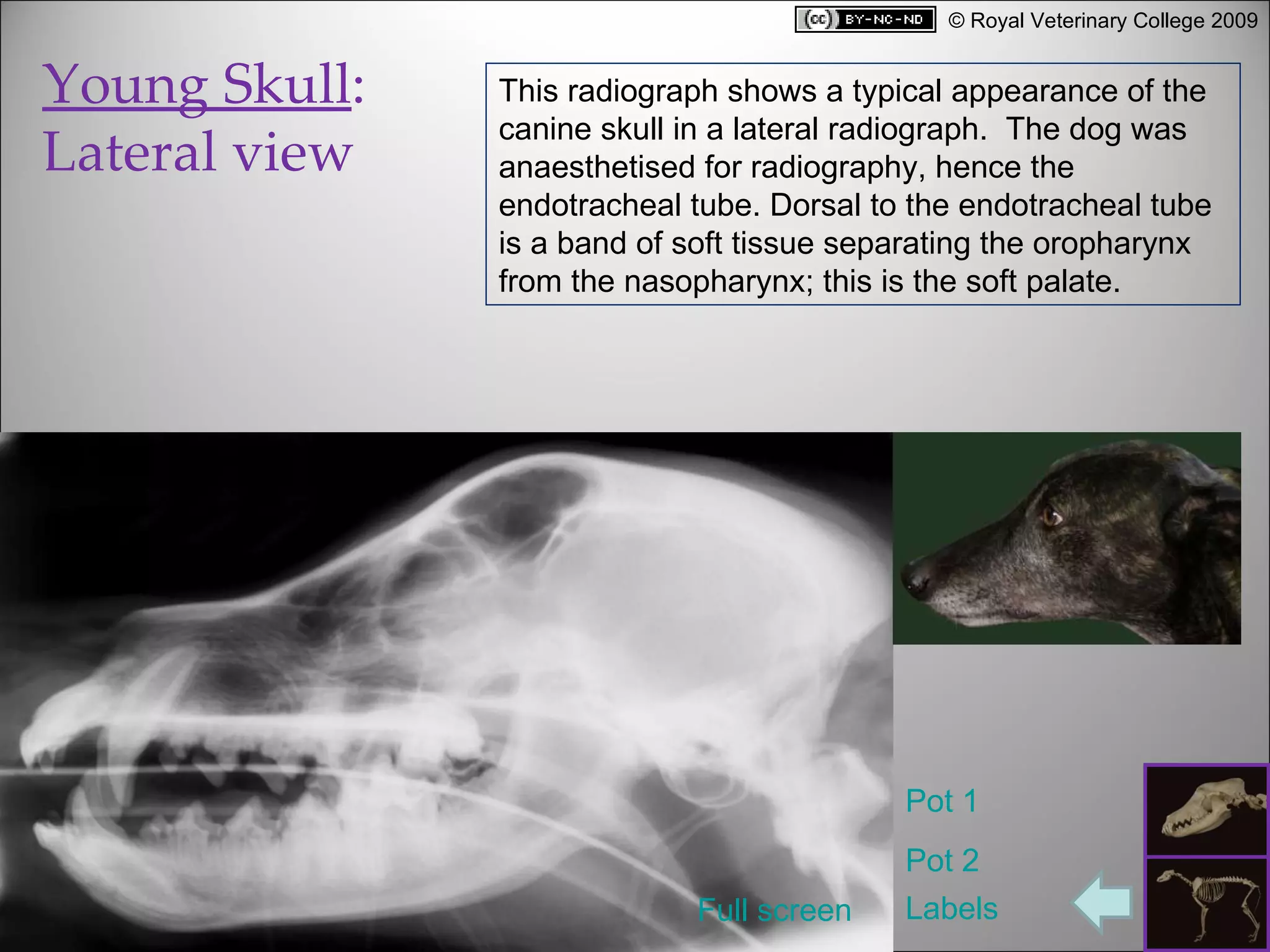 Canine radiographs | PPS