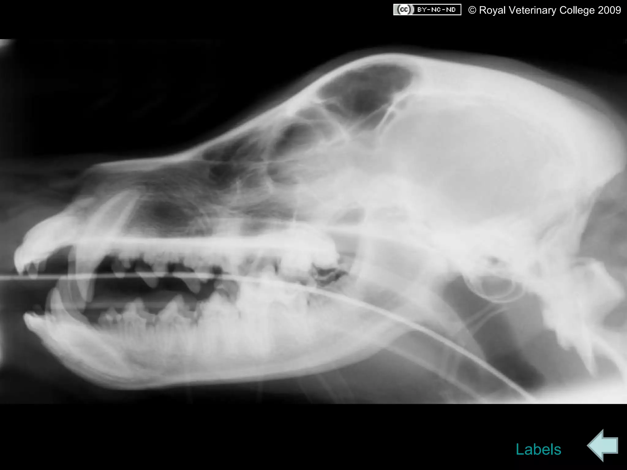 Canine radiographs | PPS