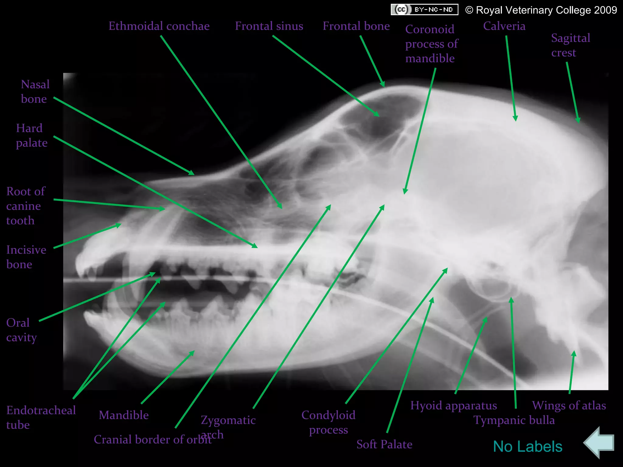 Canine radiographs | PPS