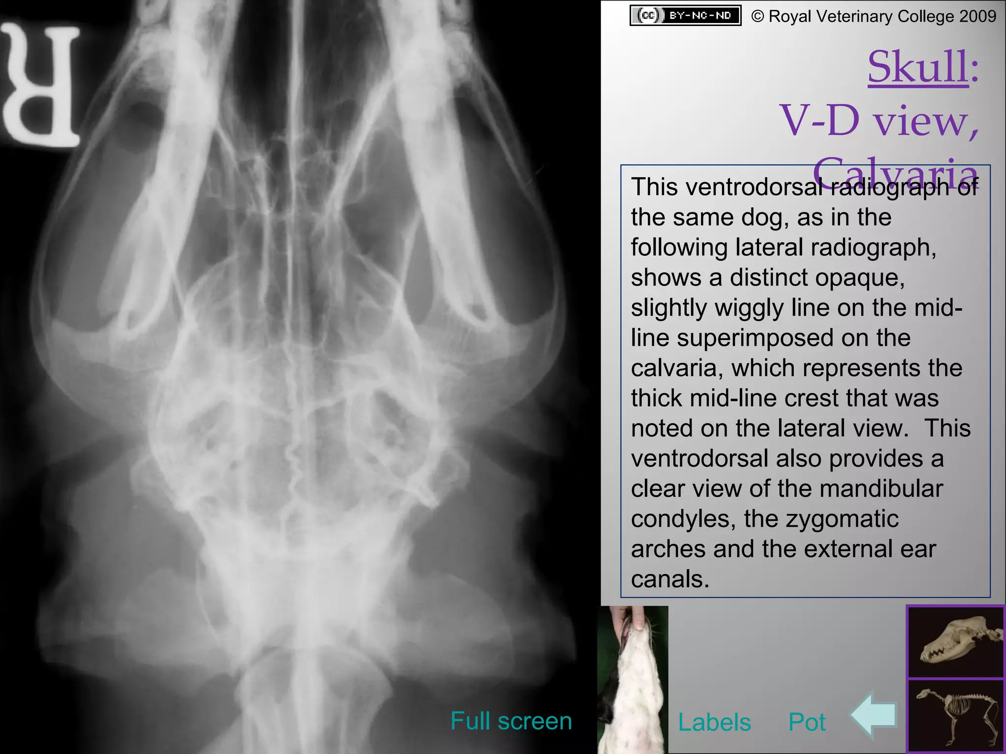 Canine radiographs | PPS