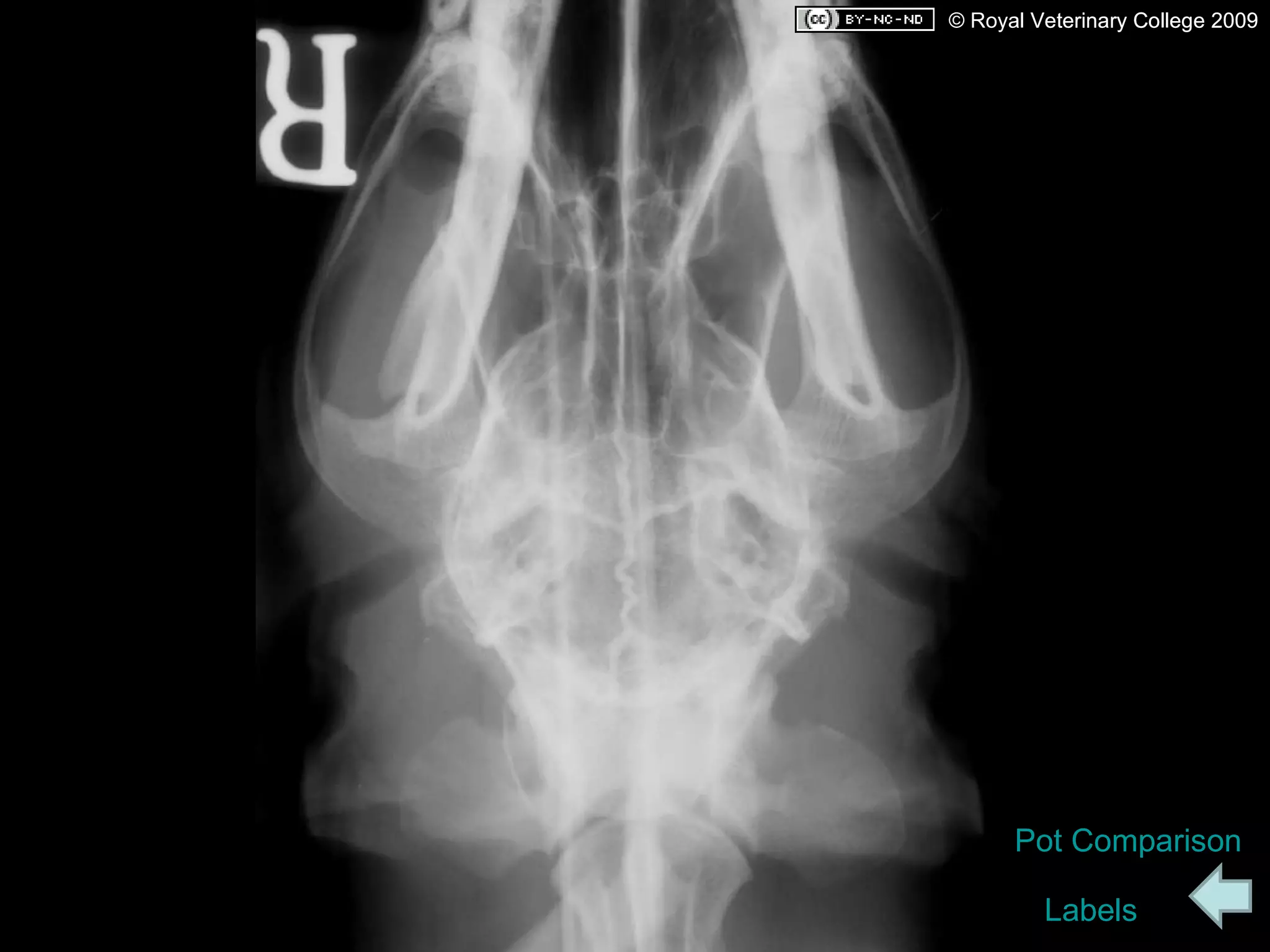 Canine radiographs | PPS