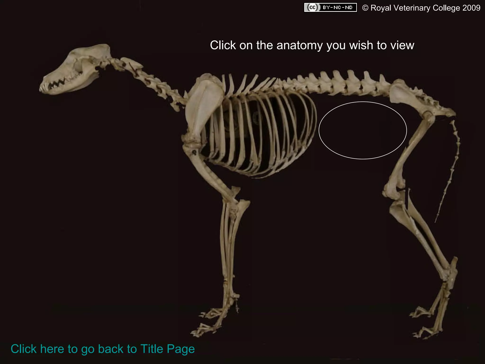 Canine radiographs | PPS