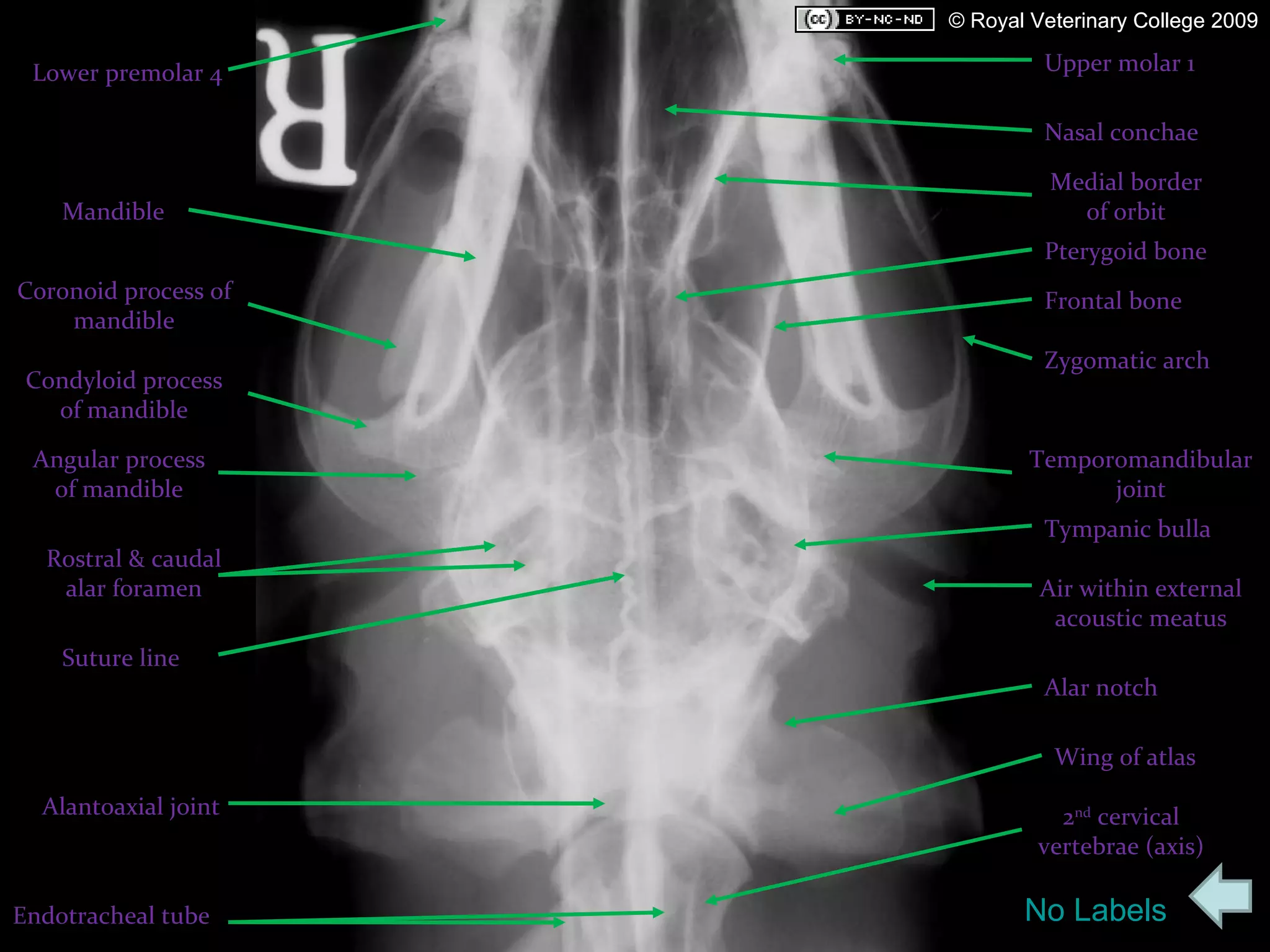 Canine radiographs | PPS