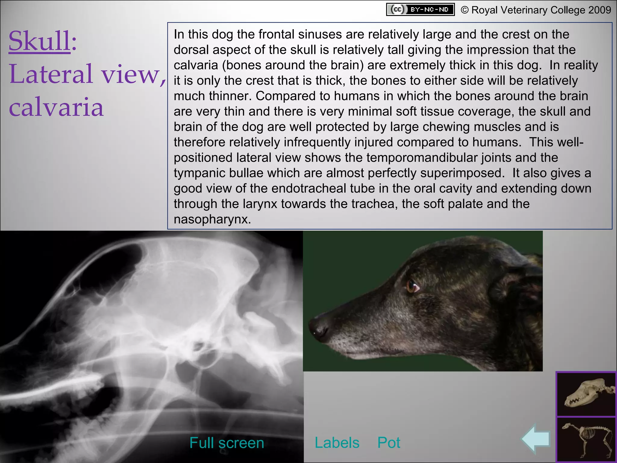 Canine radiographs | PPS