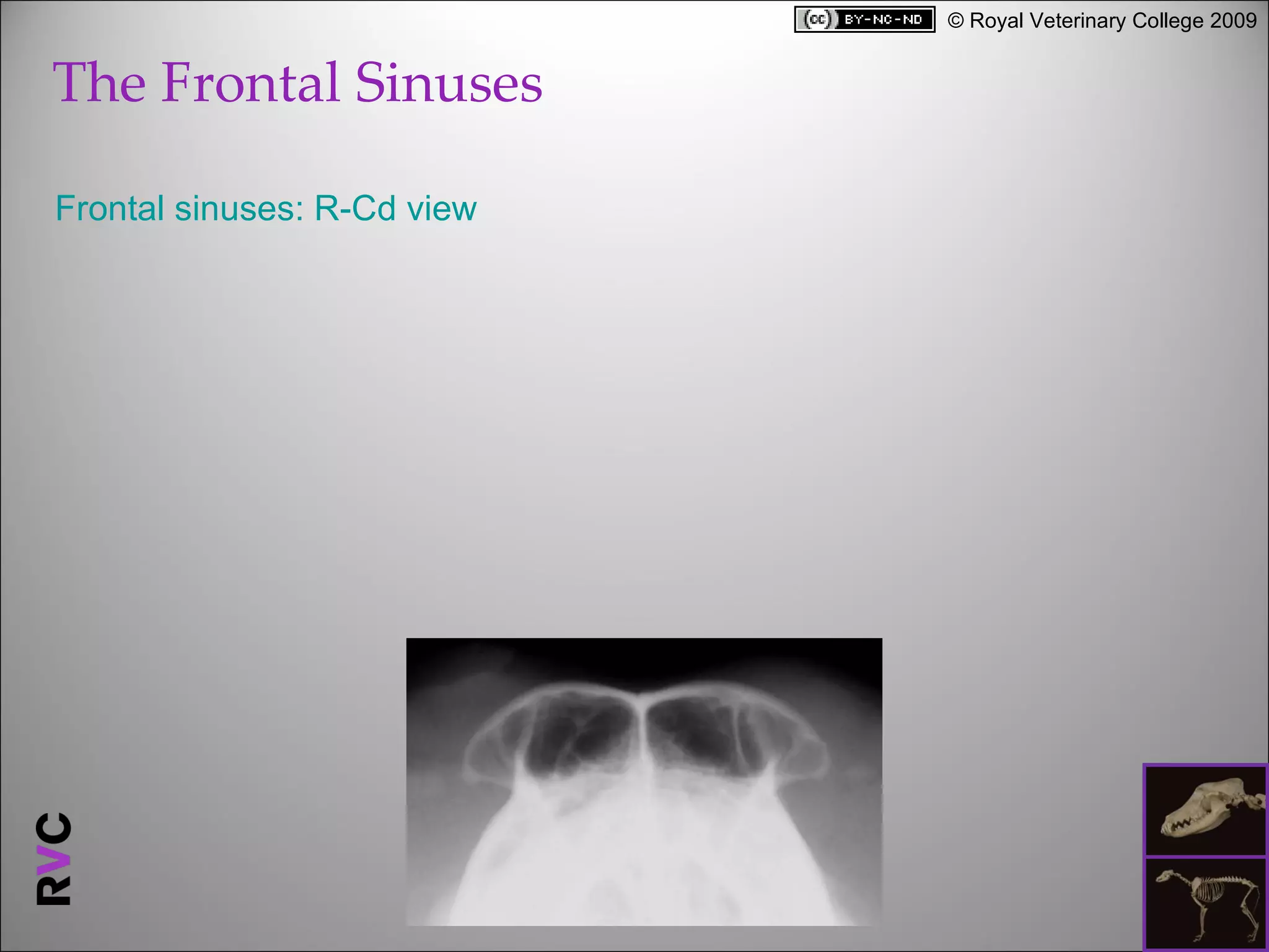 Canine radiographs | PPS