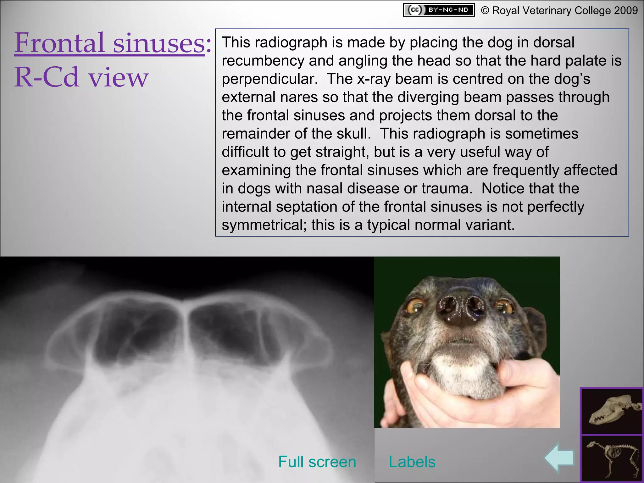 Canine radiographs | PPS