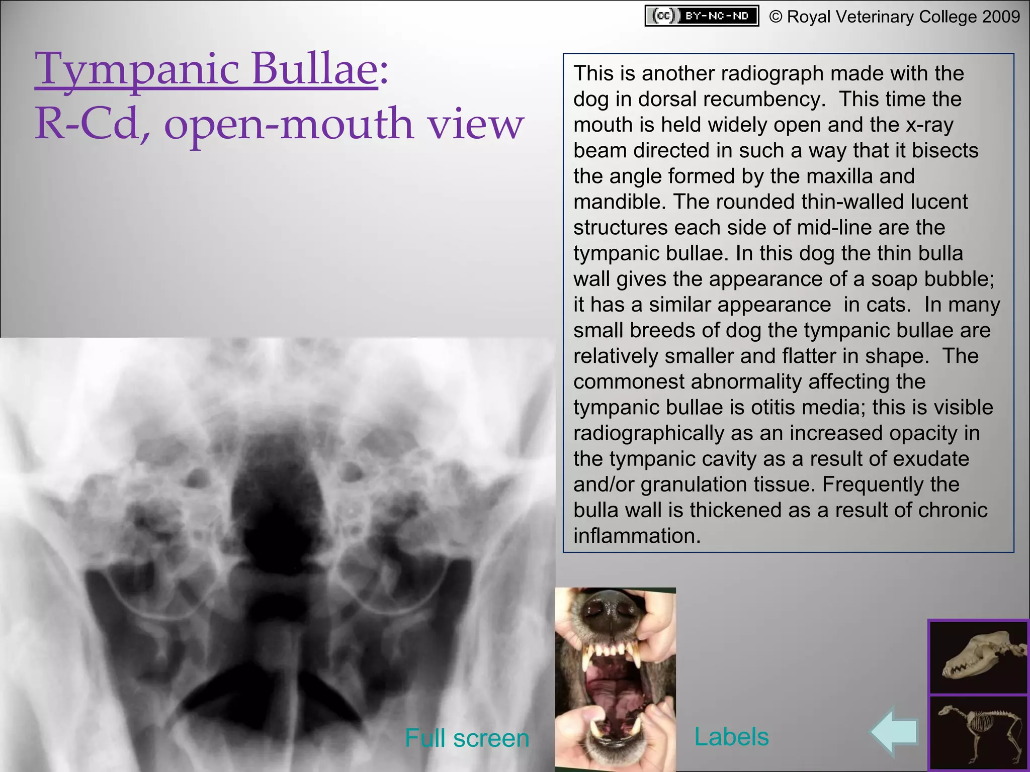 Canine radiographs | PPS