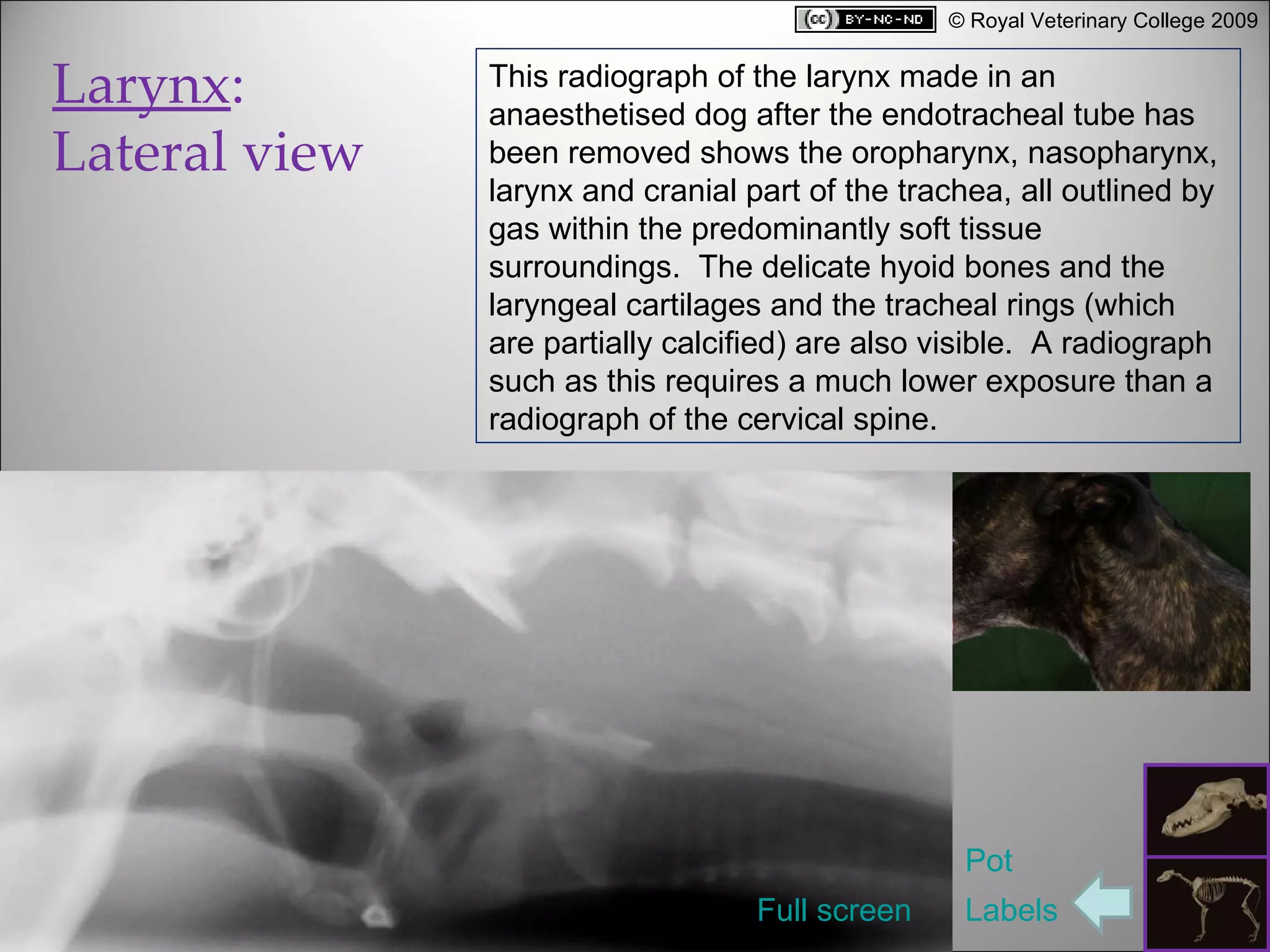Canine radiographs | PPS