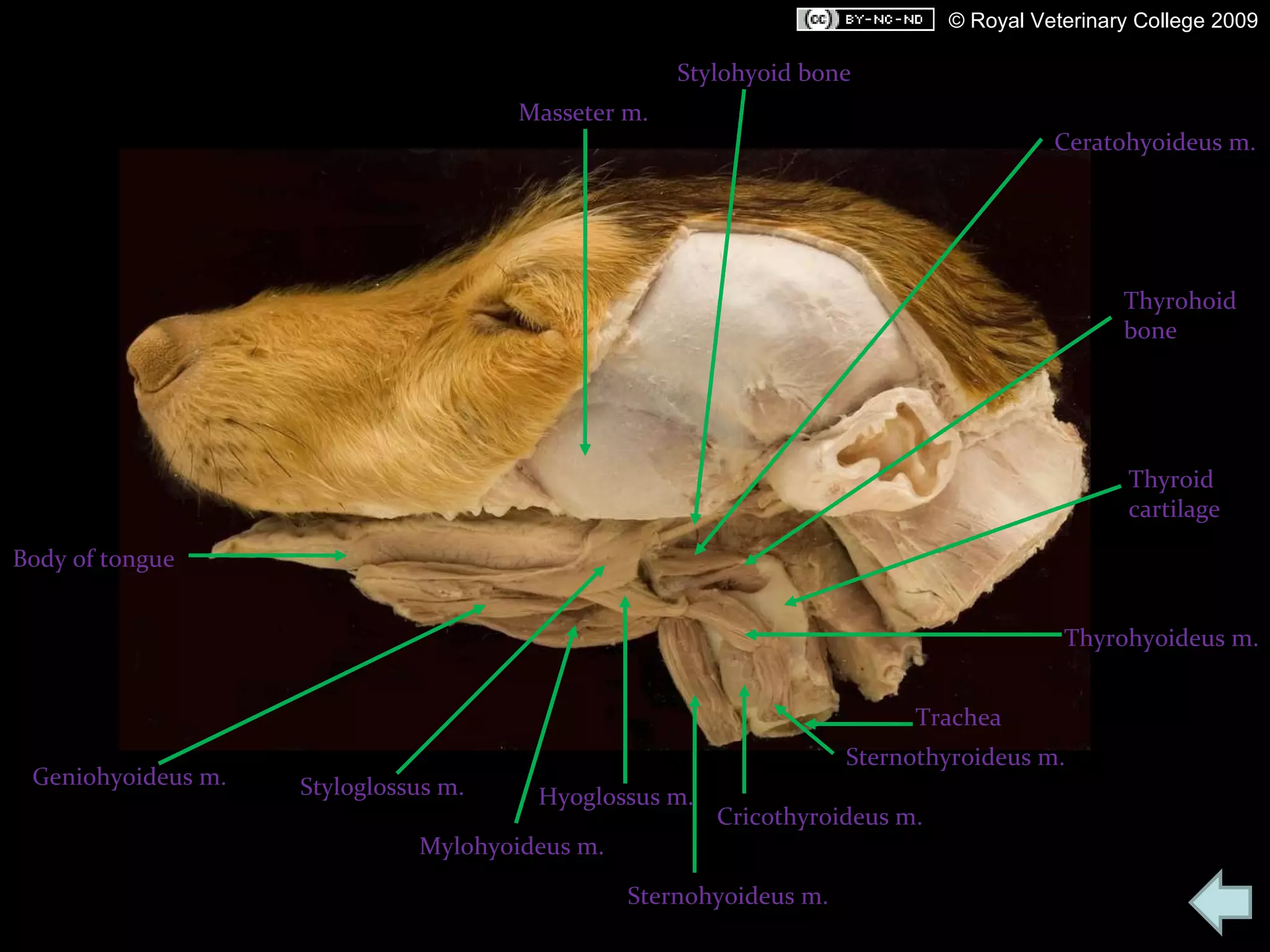 Canine radiographs | PPS